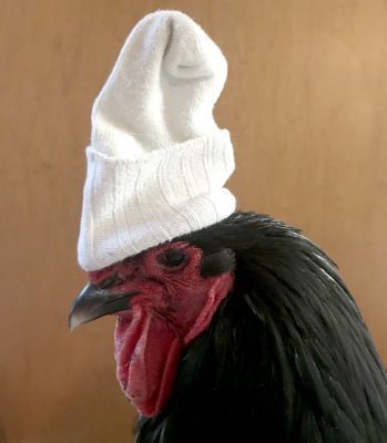 Frostbite in Chickens: How to Prevent & Treat It - Hobby Farms