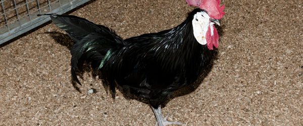 Consider Adding These 5 Critically Endangered Chicken Breeds to Your ...