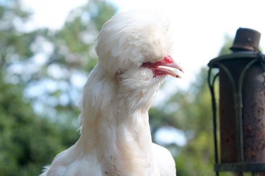 Consider Adding These 5 Critically Endangered Chicken Breeds To Your