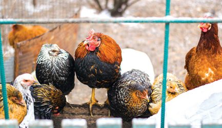 How to Train Your Chickens - Hobby Farms