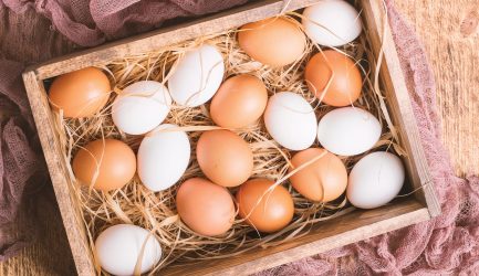 Start A Successful Egg Business that Makes You Money - Hobby Farms