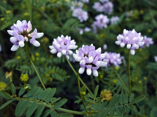 5 Invasive Farm Nuisances You Can Make Useful - Hobby Farms