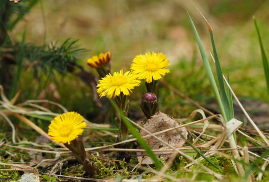 5 Invasive Farm Nuisances You Can Make Useful - Hobby Farms
