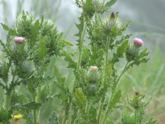 5 Invasive Farm Nuisances You Can Make Useful - Hobby Farms