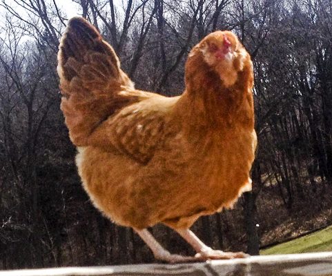 Learn the 3 A’s of the Easter Egger Chicken – Hobby Farms
