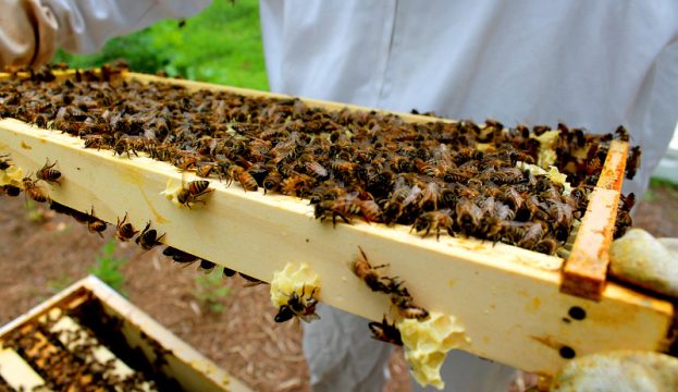 Get to Know the Basics of Bees & Beekeeping - Hobby Farms