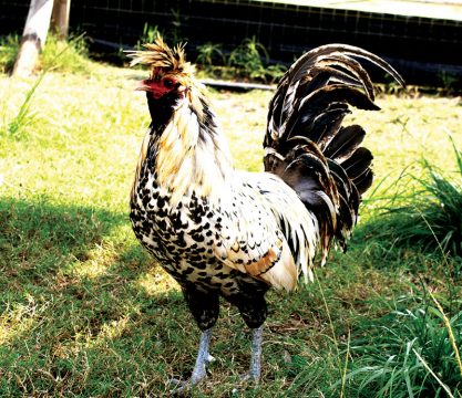 Poultry Profile: Get to Know the Brabanter - Hobby Farms