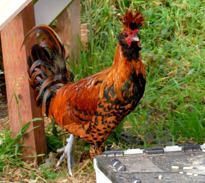 Poultry Profile: Get to Know the Brabanter - Hobby Farms