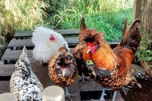 Poultry Profile: Get to Know the Brabanter - Hobby Farms