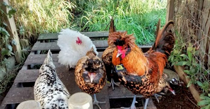 Poultry Profile: Get to Know the Brabanter - Hobby Farms
