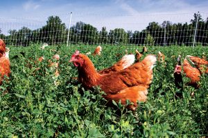 Fencing Tips: Create Secure Borders to Keep Your Chickens Safe - Hobby ...