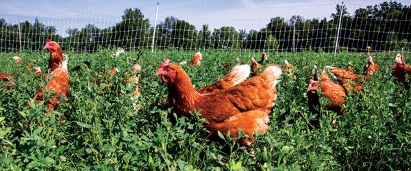 Fencing Tips: Create Secure Borders to Keep Your Chickens Safe - Hobby ...