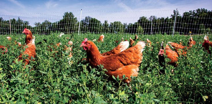 Fencing Tips: Create Secure Borders to Keep Your Chickens Safe - Hobby ...