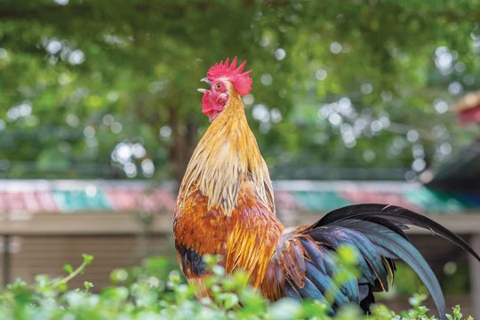 Big-Town Birds: Keeping Chickens in the City & Suburbs - Hobby Farms