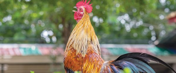 Big-Town Birds: Keeping Chickens in the City & Suburbs - Hobby Farms