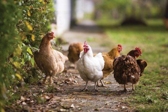 Big-Town Birds: Keeping Chickens in the City & Suburbs - Hobby Farms