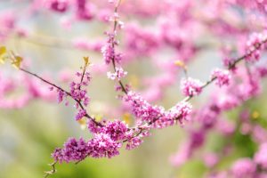 4 Herbs to Look for During Spring Foraging - Hobby Farms