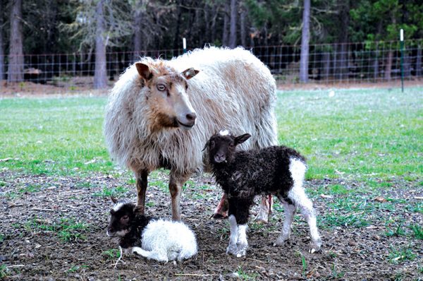 Breeds You Need: Finding the Right Livestock for Small Farms – Hobby Farms