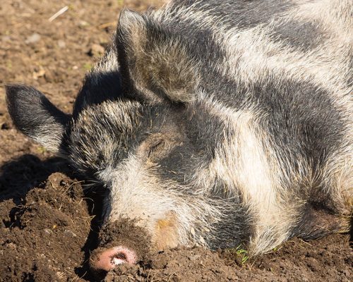 Breeds You Need: Finding the Right Livestock for Small Farms - Hobby Farms