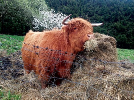 Keeping Pet Cows on a Hobby Farm