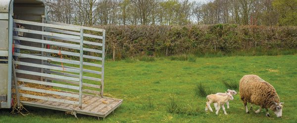 Let It Tow: Choose the Correct Vehicle for Towing Your Loads - Hobby Farms