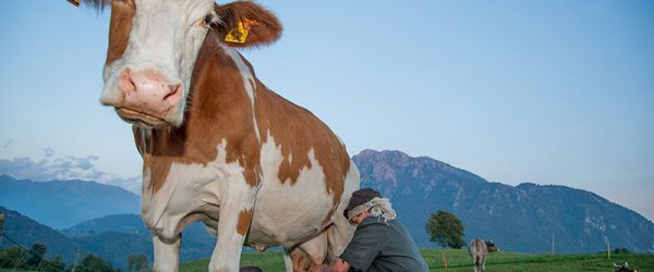 Want to Keep a Family Milk Cow? Here's How - Hobby Farms