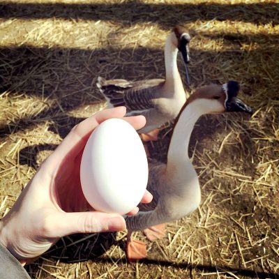 Your Easy Guide to Backyard Eggs - Hobby Farms