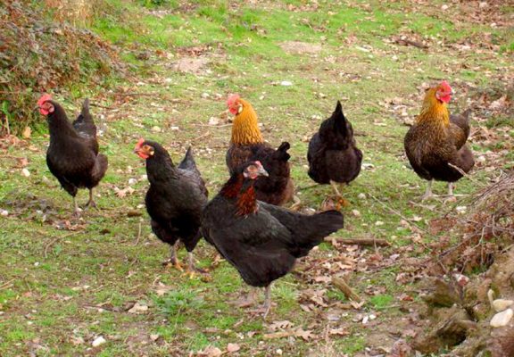 Poultry Profile: Get to Know the Marans - Hobby Farms