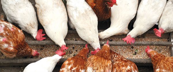 Up to Scratch: A Guide to Specialty Grains for Chickens - Hobby Farms