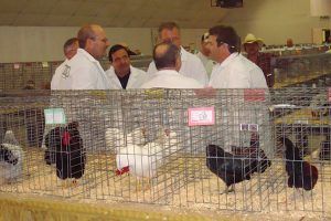 Show & Tell: A Guide to Entering Poultry Shows - Hobby Farms