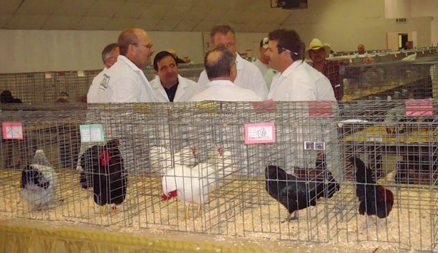 Show & Tell: A Guide to Entering Poultry Shows - Hobby Farms