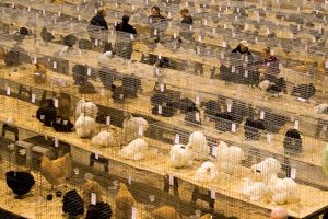 Show & Tell: A Guide to Entering Poultry Shows - Hobby Farms