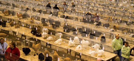 Show & Tell: A Guide to Entering Poultry Shows - Hobby Farms