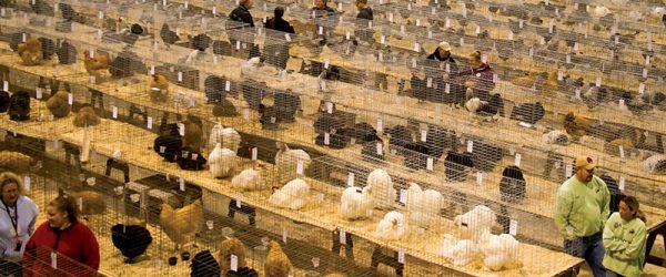 Show & Tell: A Guide to Entering Poultry Shows - Hobby Farms
