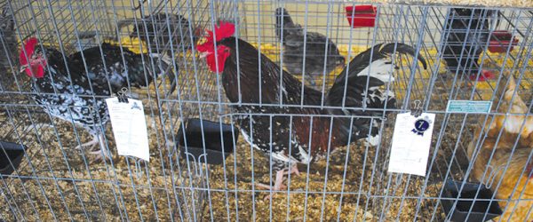 Show & Tell: A Guide to Entering Poultry Shows - Hobby Farms