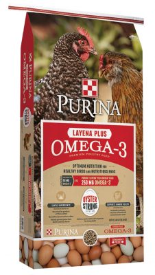 Help Your Flock and Poultrify Your Home Decor With These 8 Chicken ...