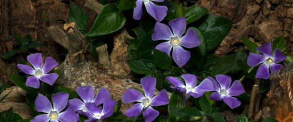 Herbal Folklore: 6 Herb Stories About Luck, Life and Love