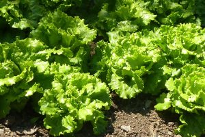 7 Easy Crops to Grow for Early Spring Markets - Hobby Farms