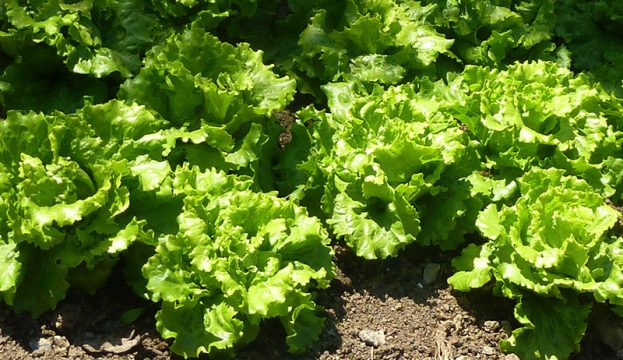 7 Easy Crops to Grow for Early Spring Markets - Hobby Farms