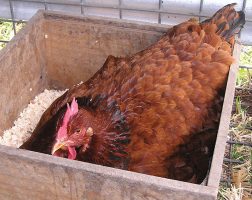 The Hatch: Breeding Between the Lines - Hobby Farms