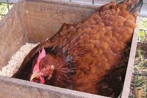 The Hatch: Breeding Between the Lines - Hobby Farms