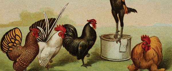 Historical Henhouse: "The Biggle Poultry Book" Is a View Into Chicken ...