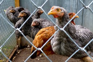 When to Move Chicks from the Brooder to the Coop - Hobby Farms