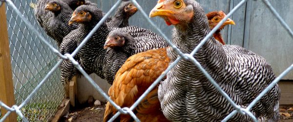 When to Move Chicks from the Brooder to the Coop - Hobby Farms
