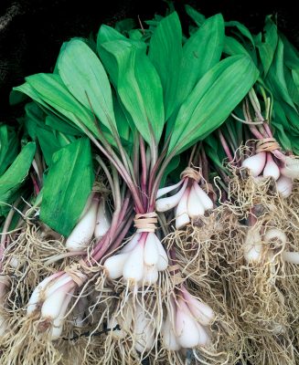 Learn to Grow Ramps, a Rare, Wild Delicacy - Hobby Farms