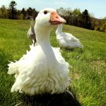 Goose Breed Profiles: Get to Know the Sebastopol - Hobby Farms