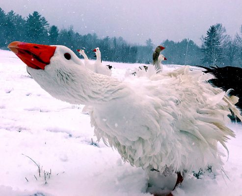 Goose Breed Profiles: Get to Know the Sebastopol - Hobby Farms