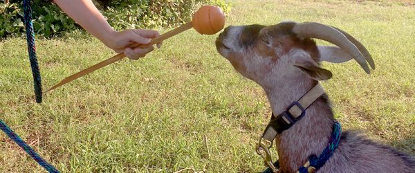 5 Resolutions to Get Your Goats Off to a Great Start in 2019 - Hobby Farms