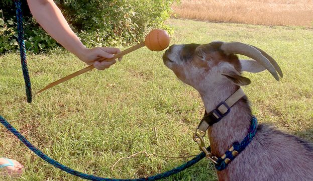 5 Resolutions to Get Your Goats Off to a Great Start in 2019 - Hobby Farms