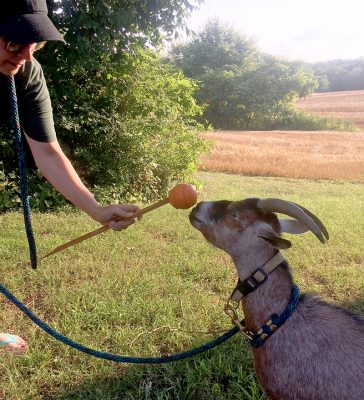 Use Clicker Training to Condition Your Goats' Behavior - Hobby Farms